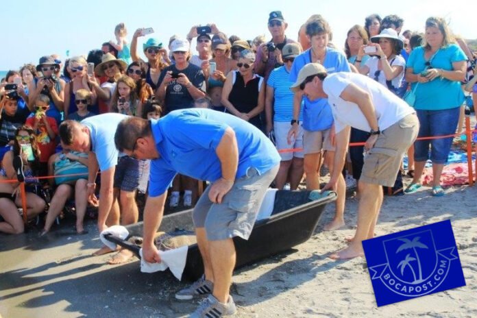 TODAY: Sea Turtle Release At Spanish River Park - Boca Post