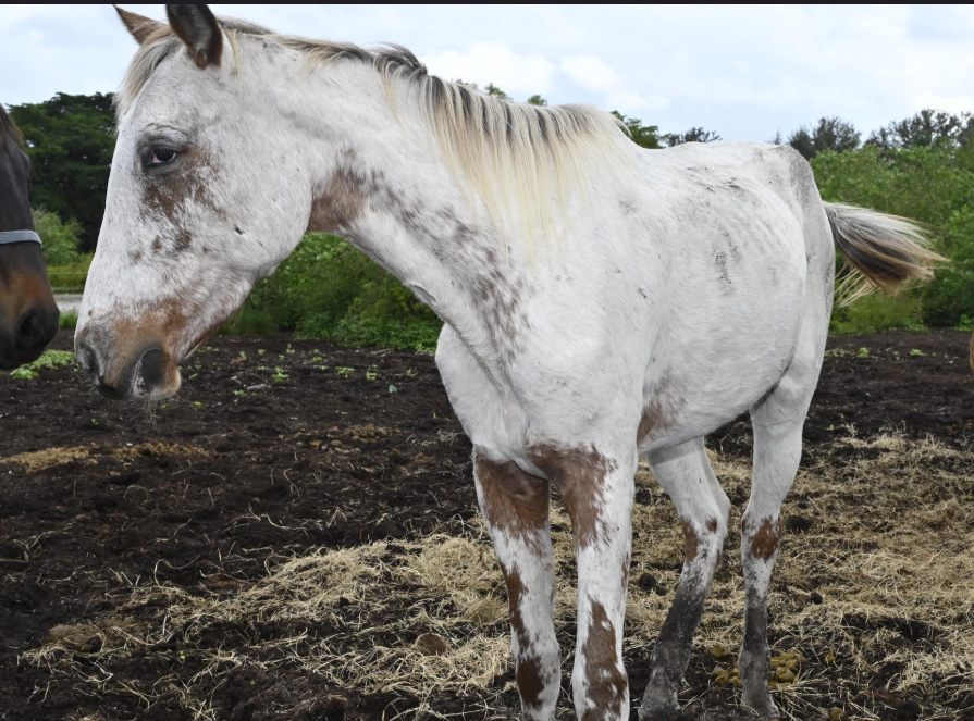 ANIMAL CRUELTY: West Boca Man Accused Of Abusing Horses, Arrested ...
