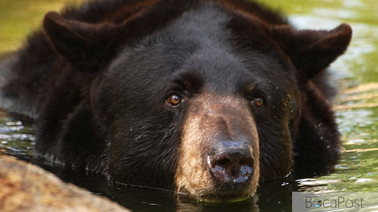Flamingo Gardens’ Beloved Black Bear “Josh” Dies At 26, Remembered As ...