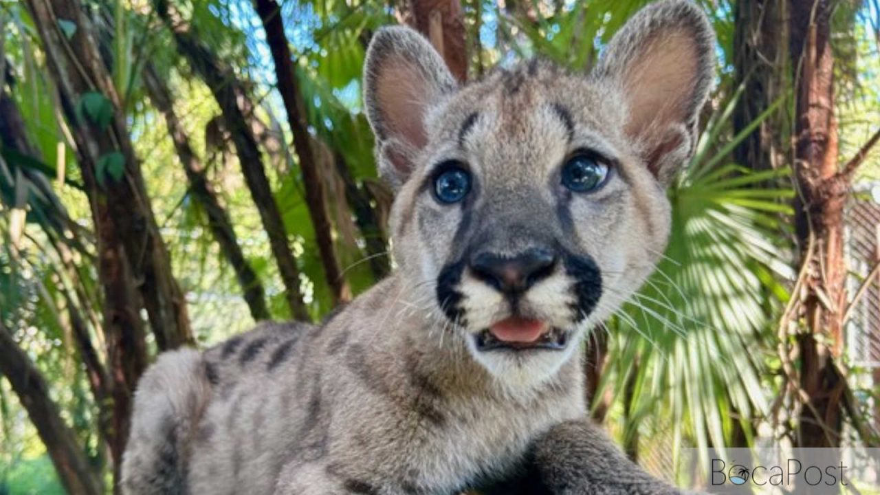 Flamingo Gardens Introduces “Sabal,” Rescued Puma Kitten, At Everglades ...