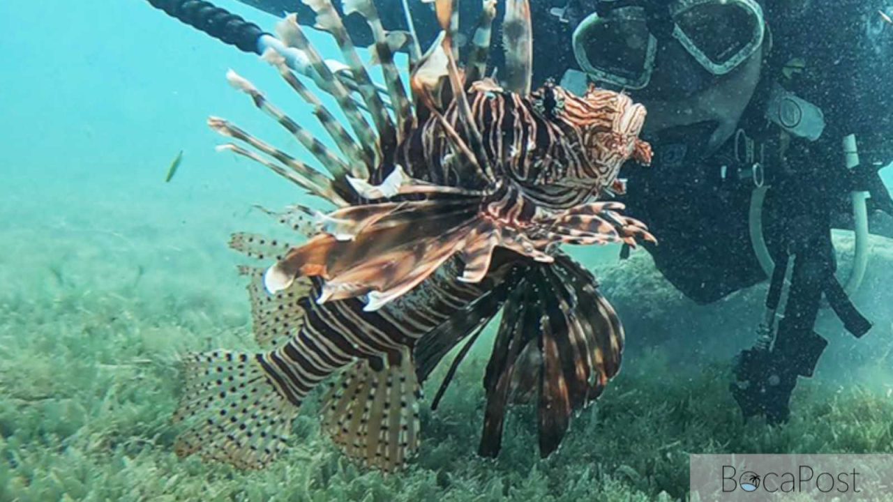 Florida Expands 2026 Lionfish Challenge With New Prize Categories ...
