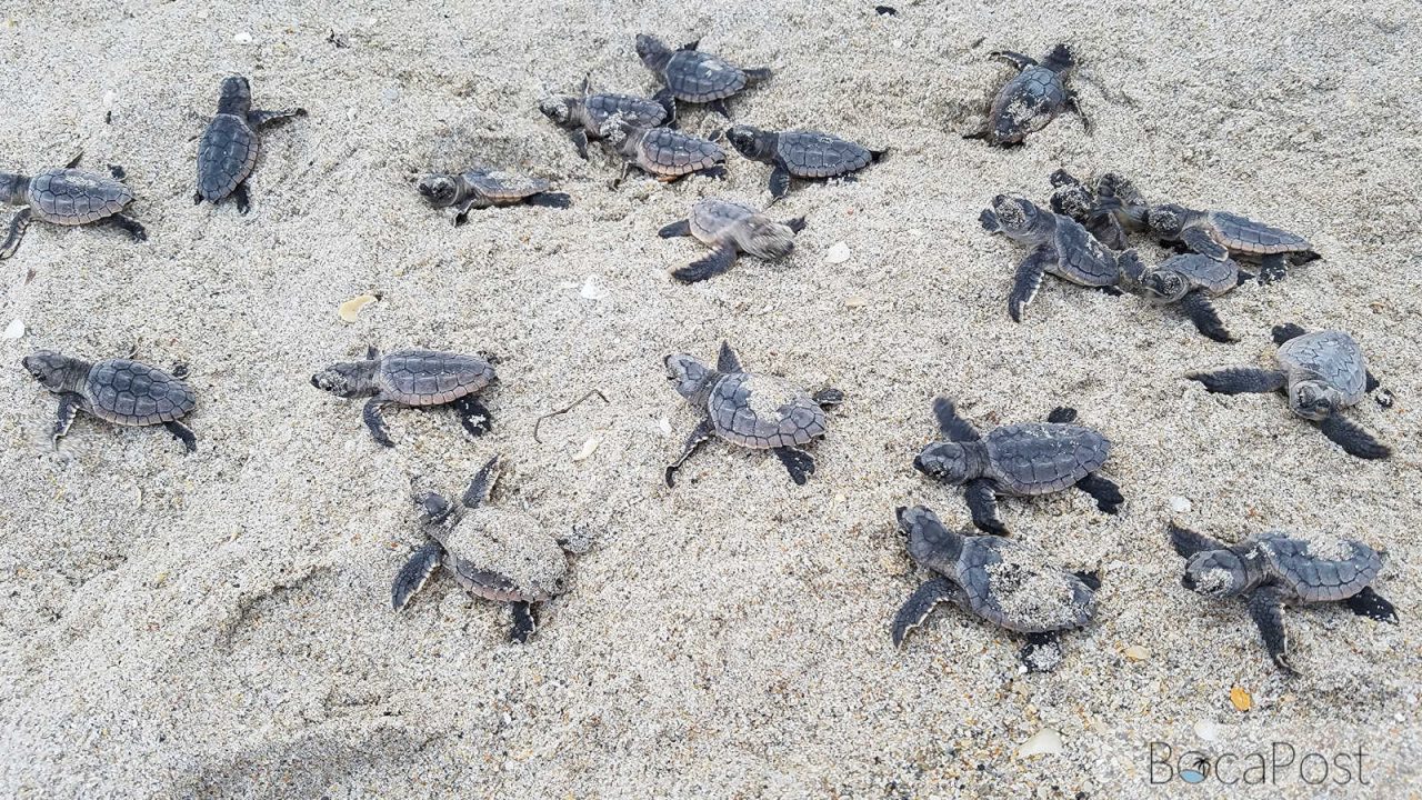 FWC Warns Memorial Day Beachgoers: Give Sea Turtles, Shorebirds Room To ...