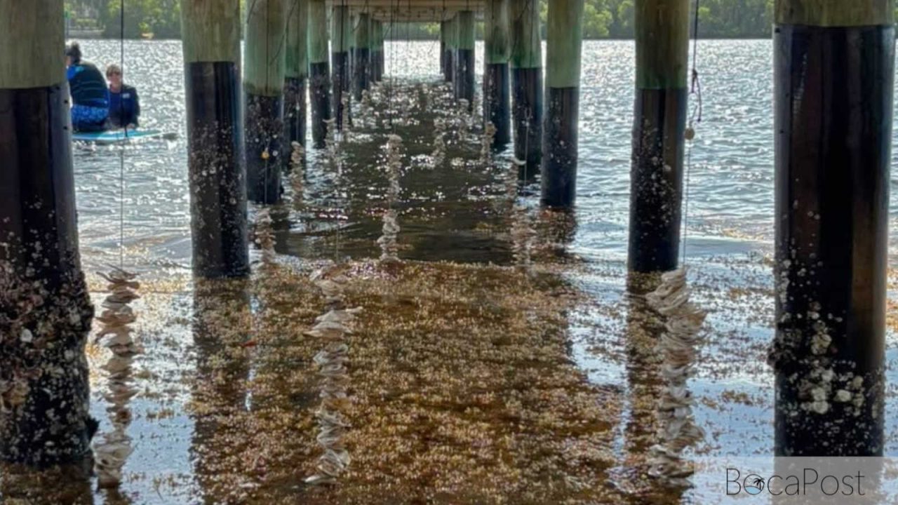 Boca Raton Oyster Gardens Installed Under Rutherford Park Pier